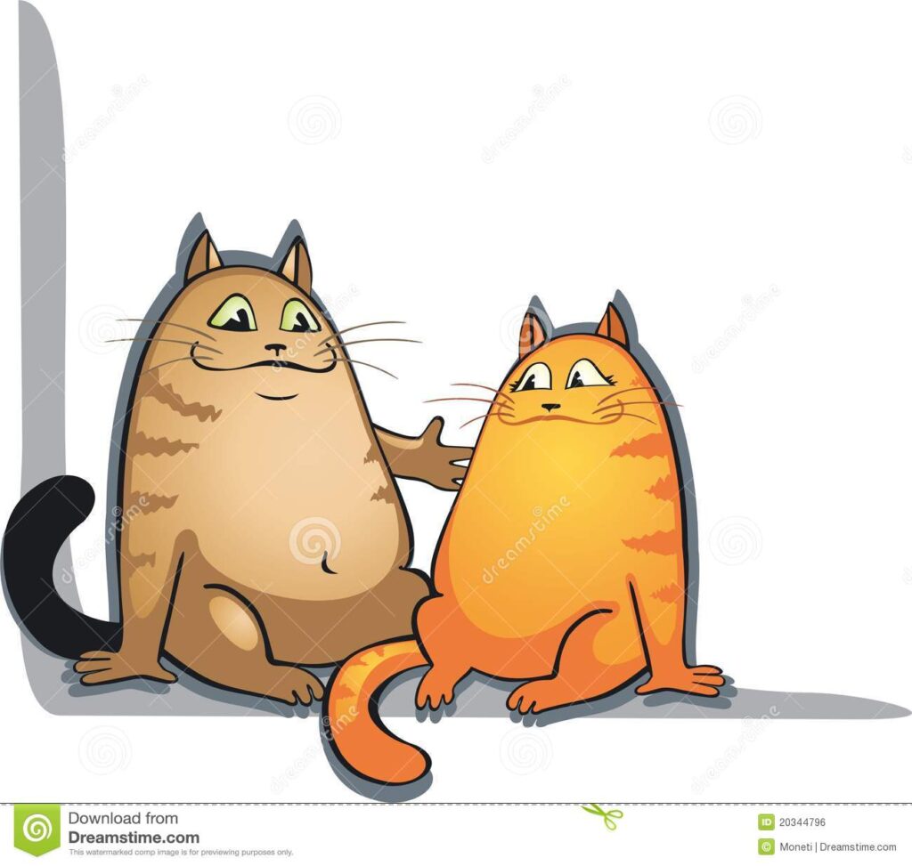 cat intro | Timberland Animal Clinic